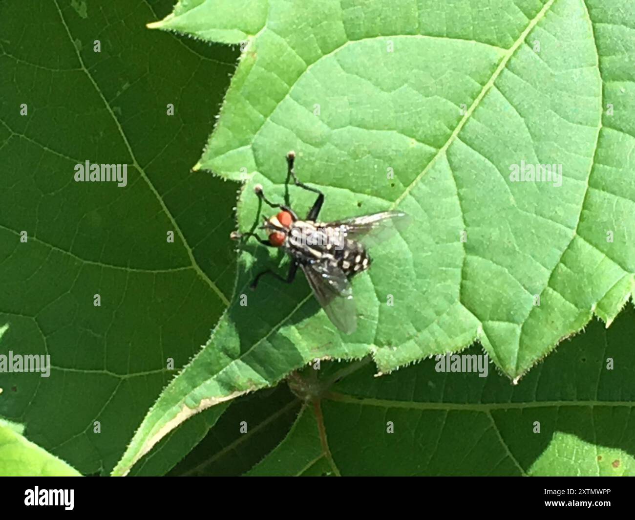 Common Flesh Flies (Sarcophaga) Insecta Stock Photo - Alamy