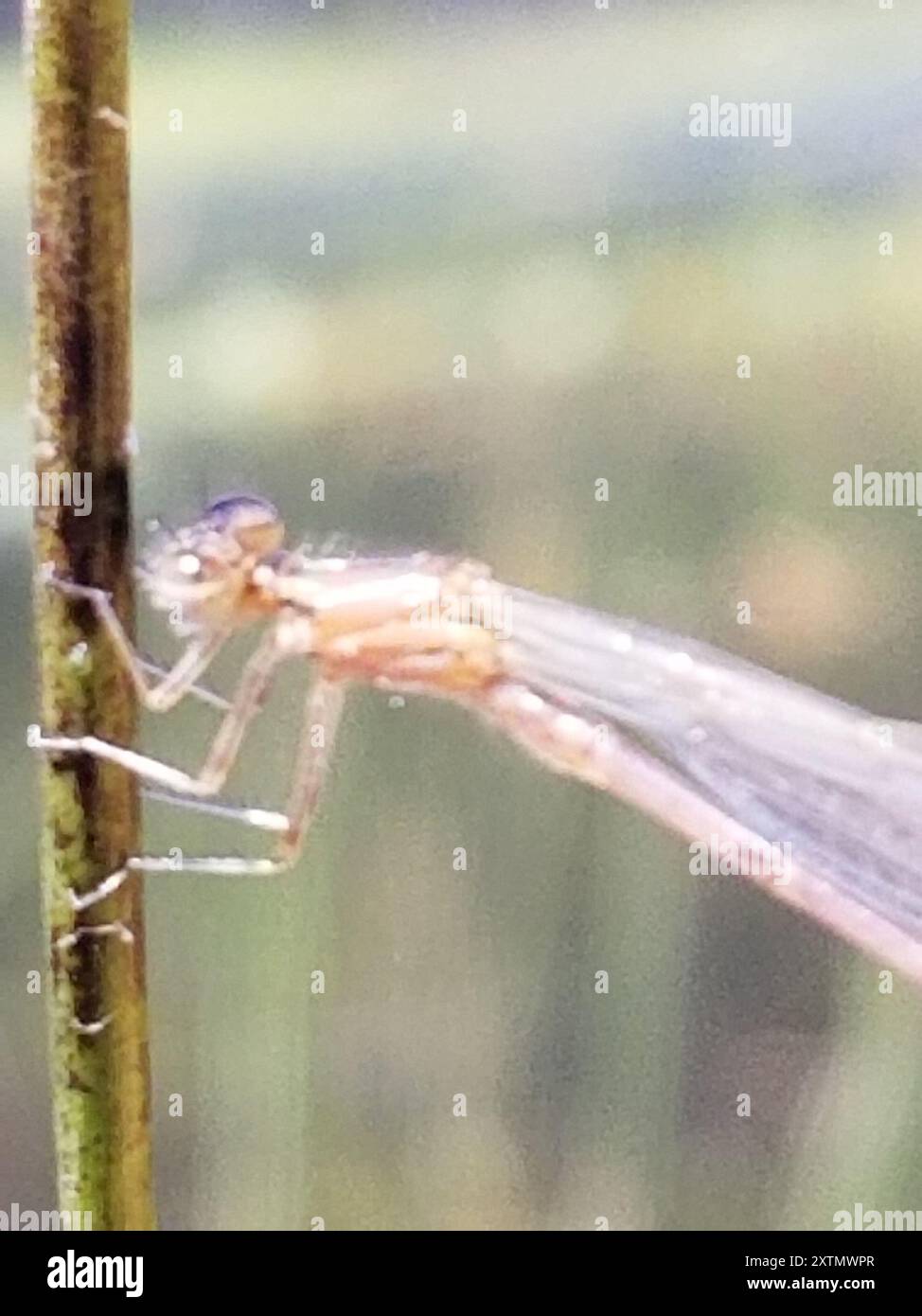 Narrow-winged Damselflies (Coenagrionidae) Insecta Stock Photo - Alamy