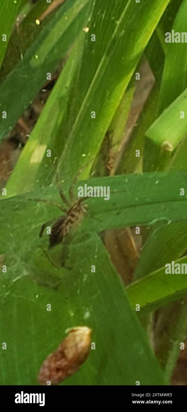 Grass Spiders (Agelenopsis) Arachnida Stock Photo - Alamy