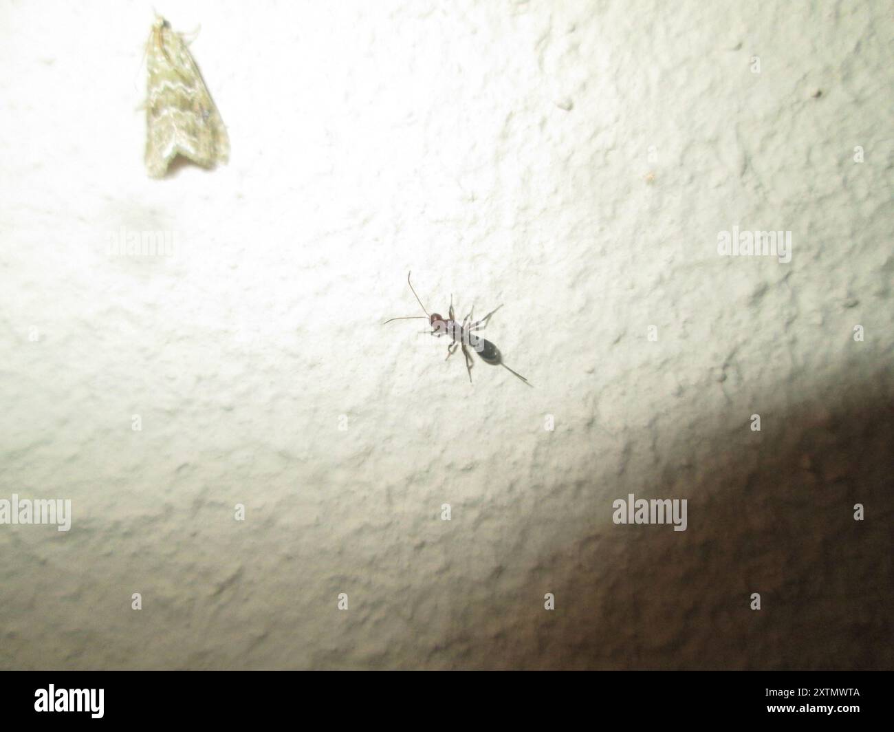 (Ascalaphus bilineatus) Insecta Stock Photo - Alamy