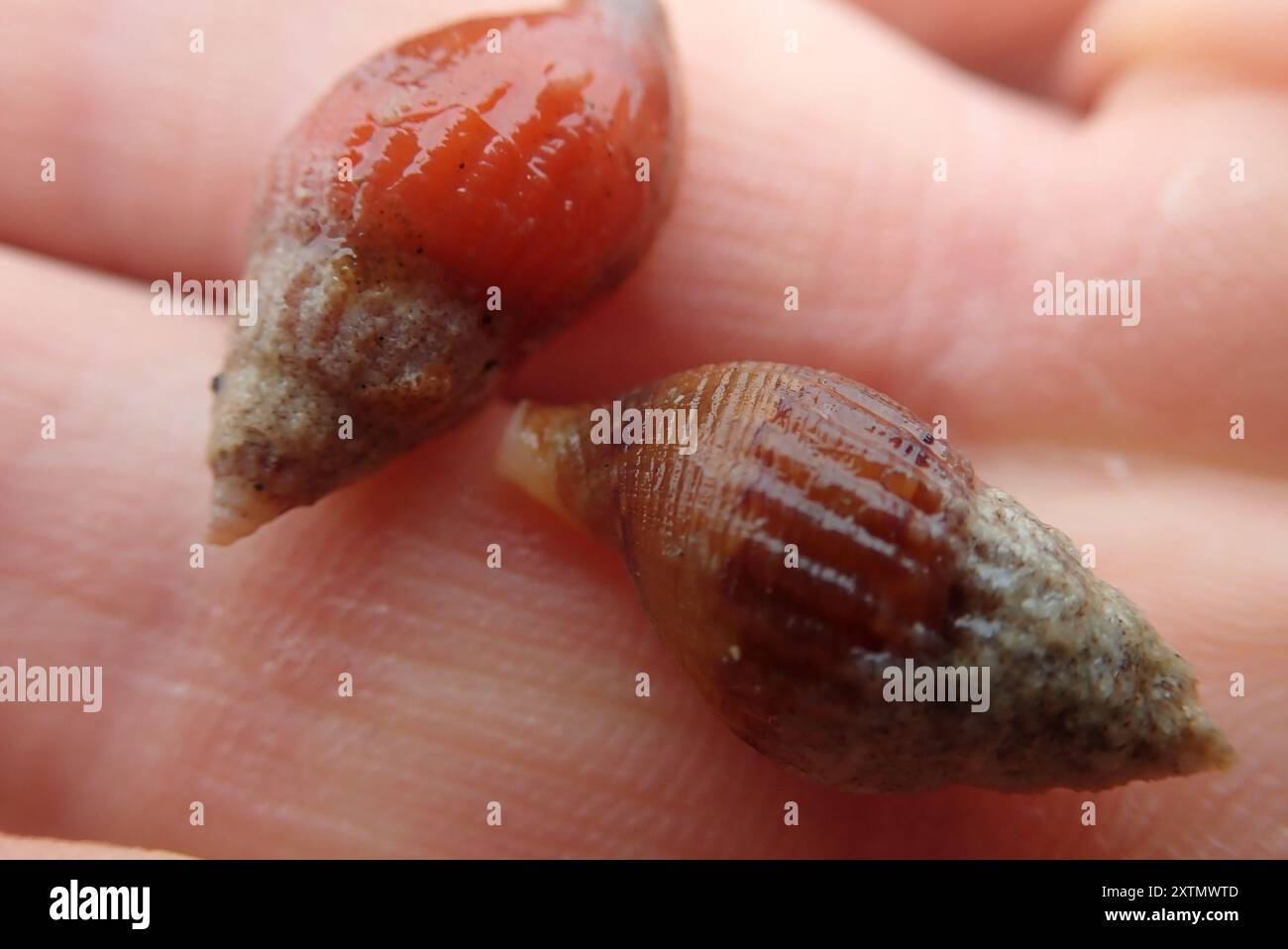 Wrinkled Amphissa (Amphissa columbiana) Mollusca Stock Photo - Alamy