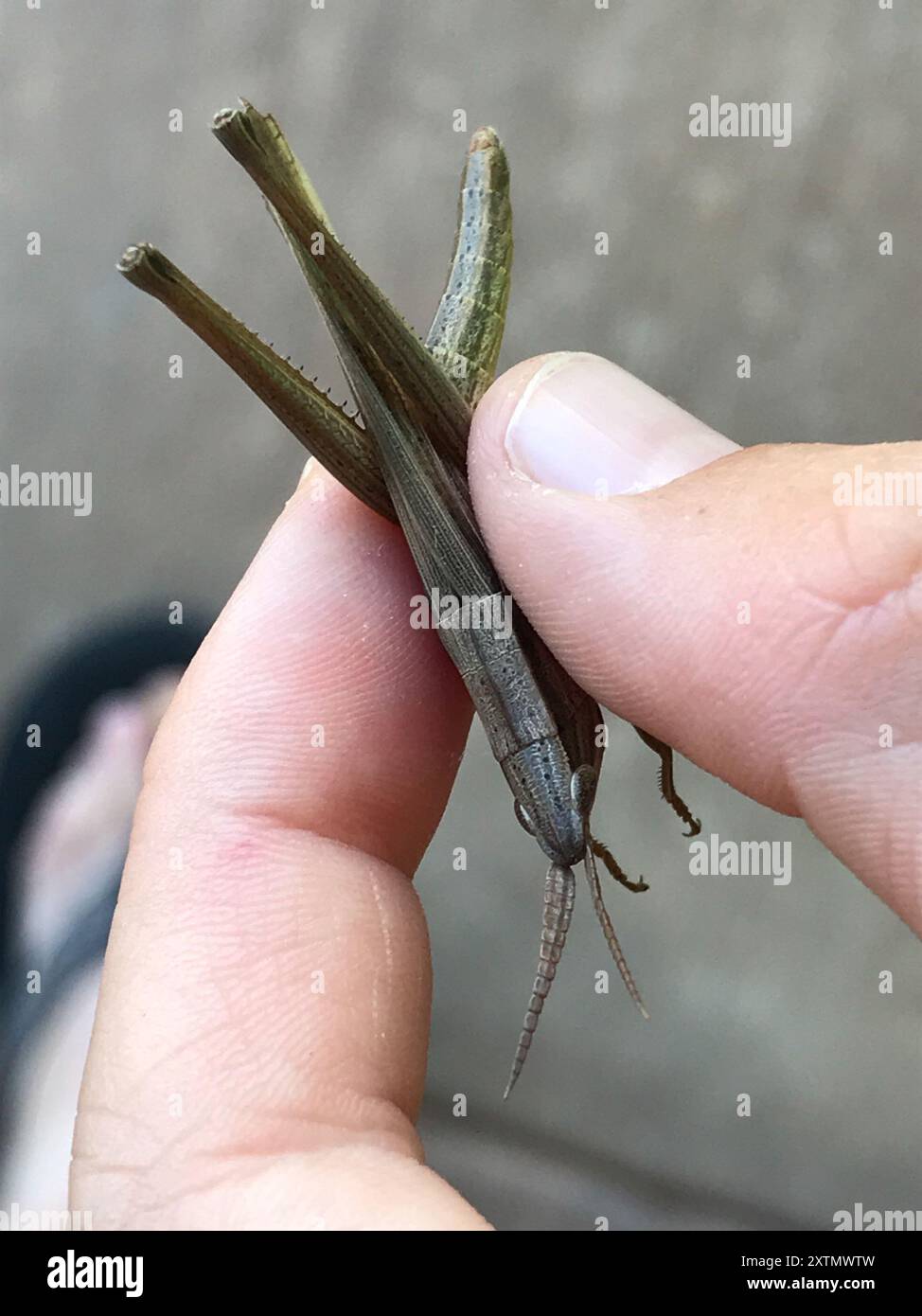 Bunch Grass Locust (Pseudopomala brachyptera) Insecta Stock Photo - Alamy