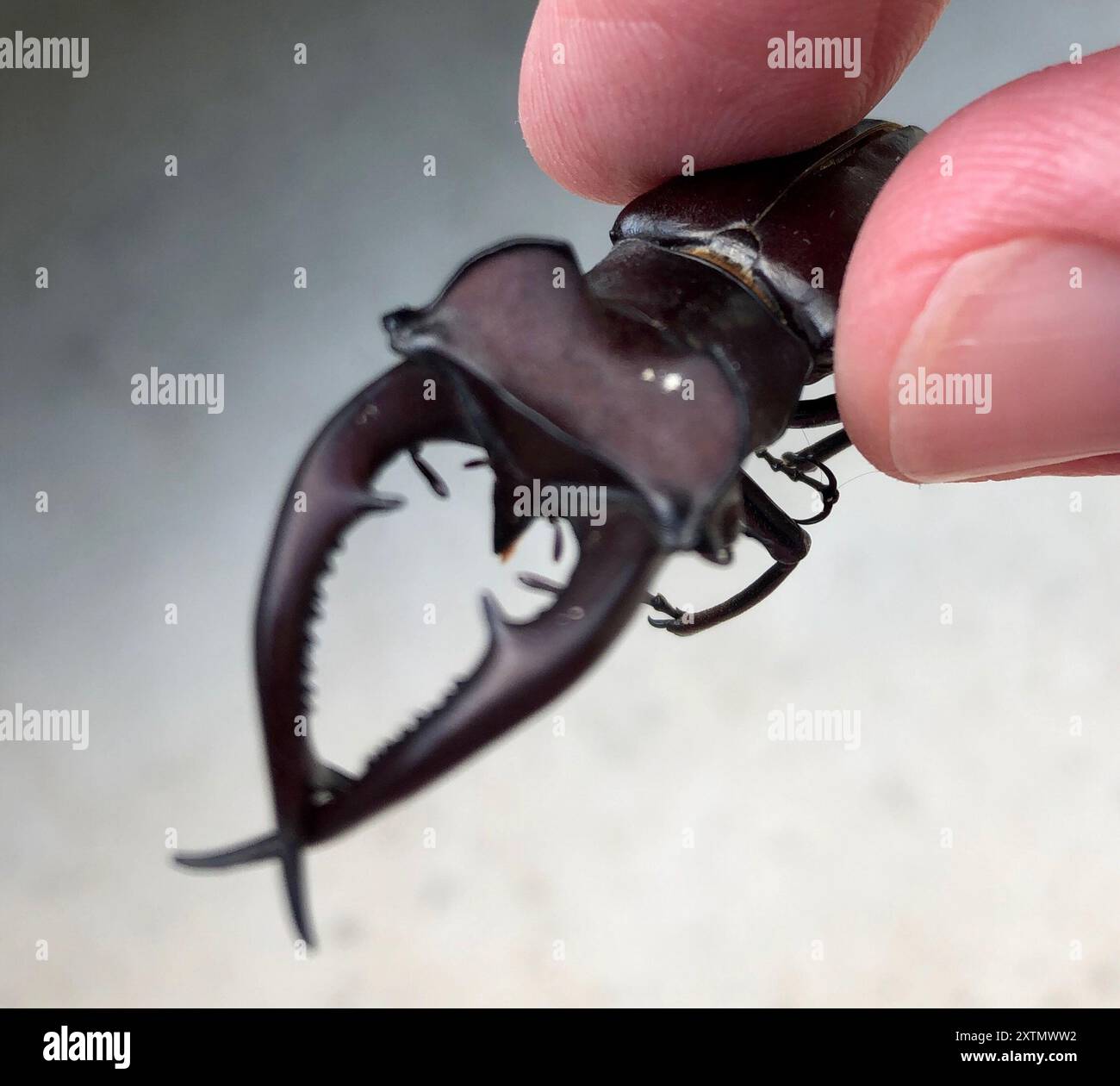 Giant Stag Beetle (Lucanus elaphus) Insecta Stock Photo - Alamy