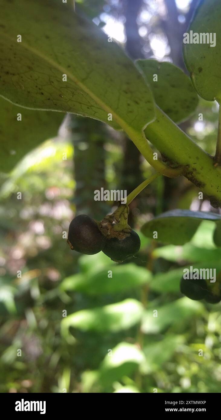 Ilex anomala hi-res stock photography and images - Alamy