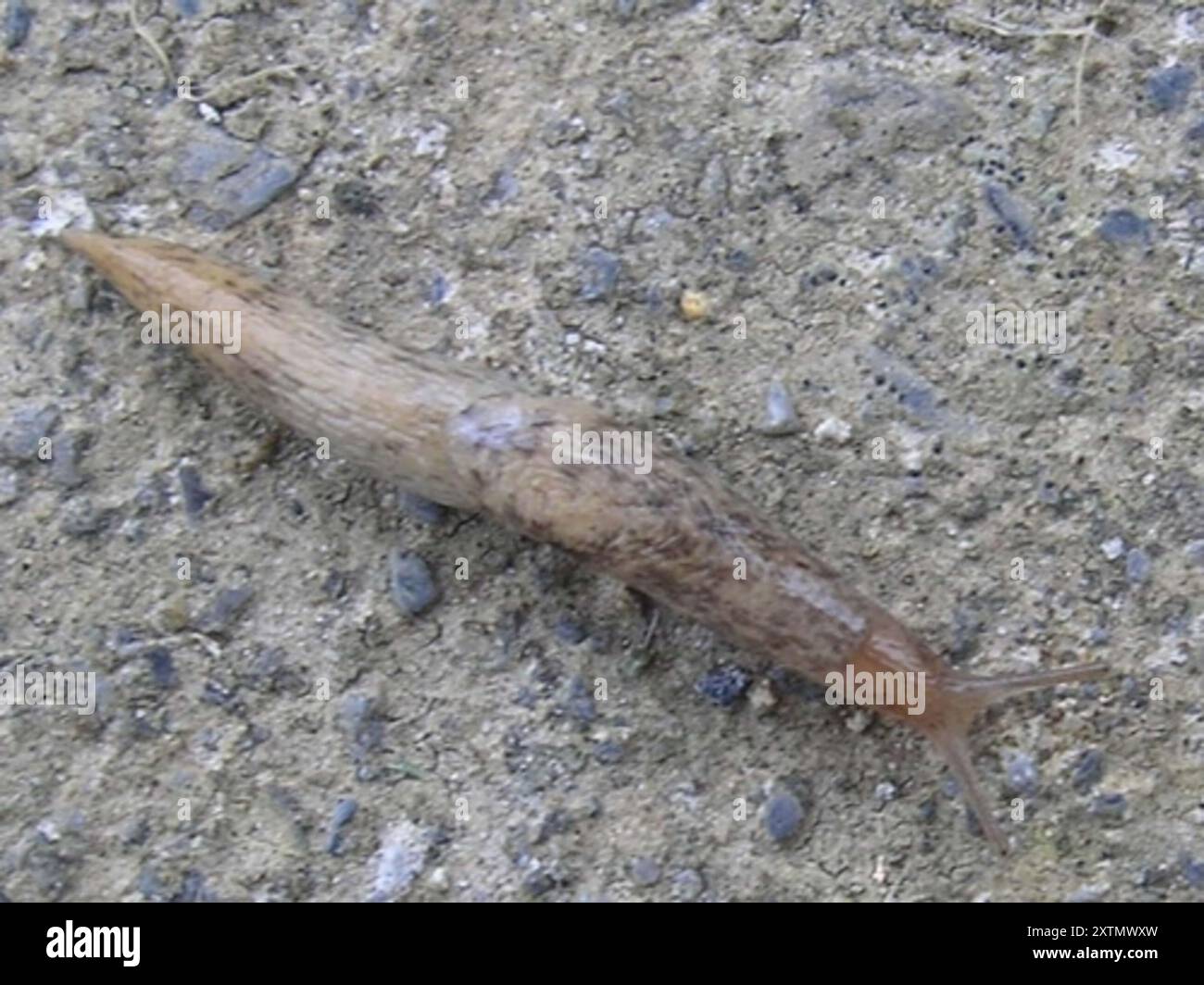 Milky Slug (Deroceras reticulatum) Mollusca Stock Photo - Alamy