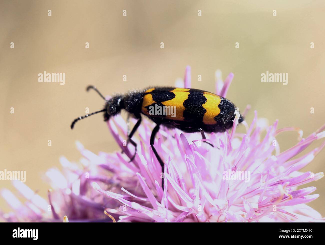 (Mylabris variabilis) Insecta Stock Photo - Alamy