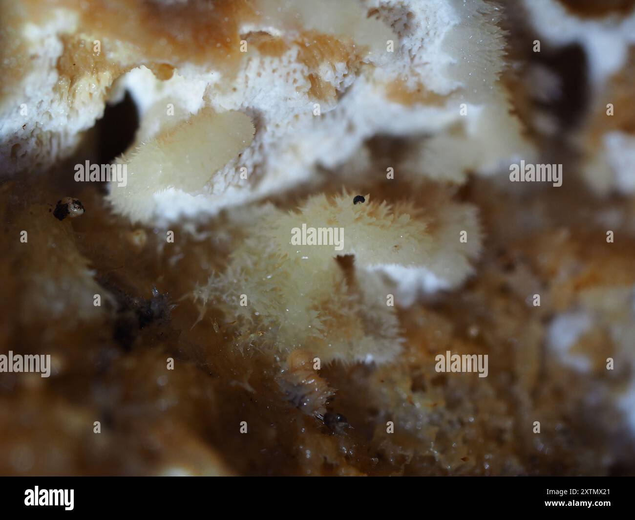 Basidiomycete Fungi (Basidiomycota) Fungi Stock Photo - Alamy