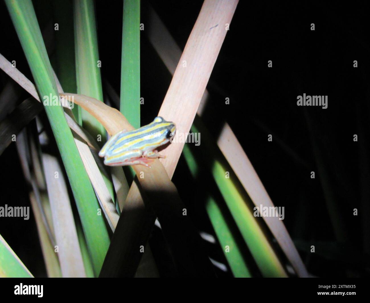 Painted Reed Frog (Hyperolius marmoratus) Amphibia Stock Photo - Alamy