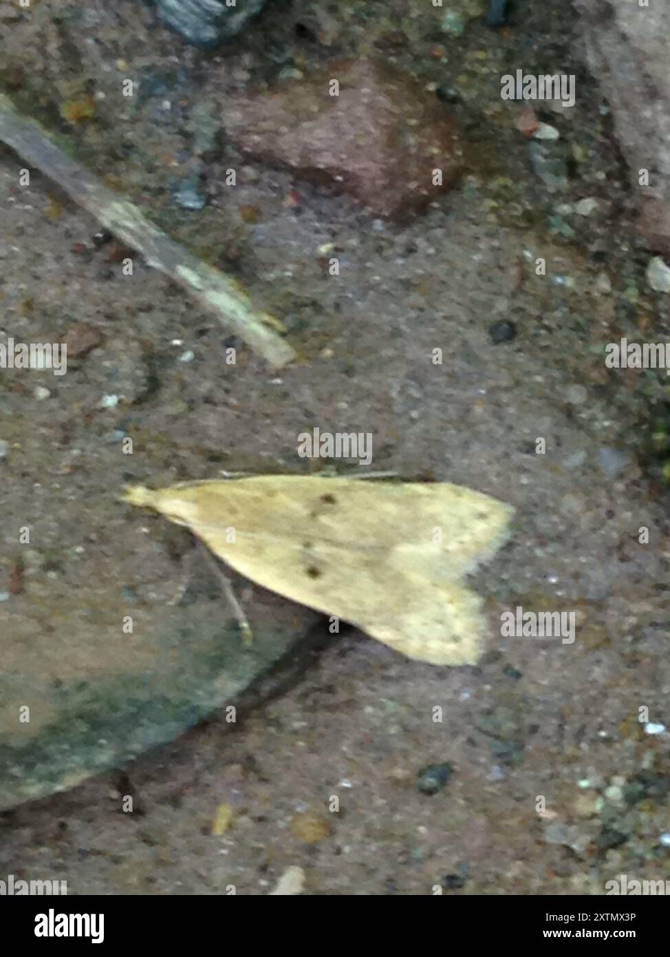 Many-spotted Dichomeris Moth (Dichomeris punctipennella) Insecta Stock ...