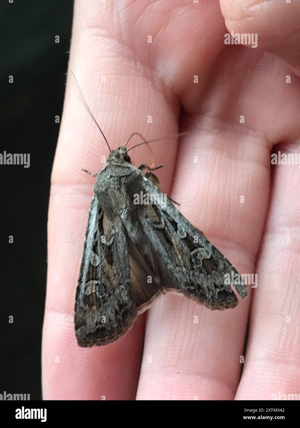 Army Cutworm Moth (Euxoa auxiliaris) Insecta Stock Photo - Alamy
