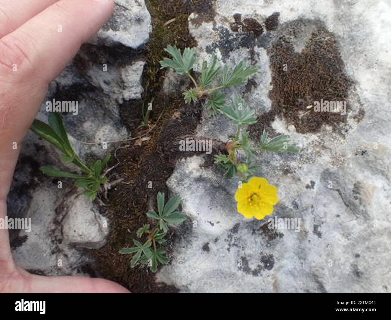 Blueleaf Cinquefoil (Potentilla glaucophylla) Plantae Stock Photo - Alamy