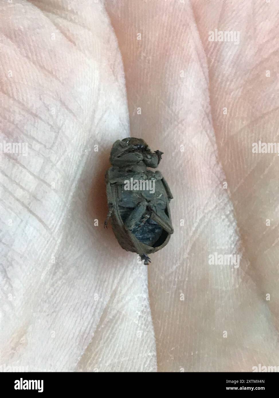 Carcass Beetles (Omorgus) Insecta Stock Photo - Alamy