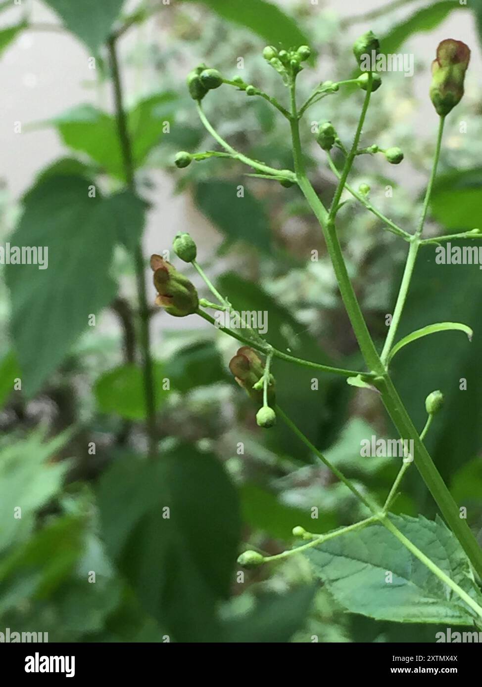 late figwort (Scrophularia marilandica) Plantae Stock Photo - Alamy