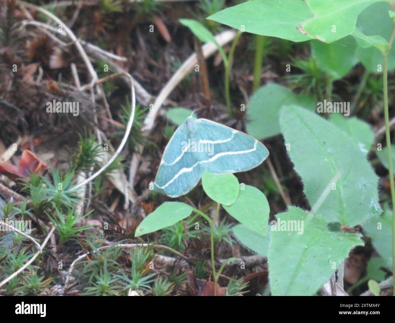 Barred Red (Hylaea fasciaria) Insecta Stock Photo - Alamy