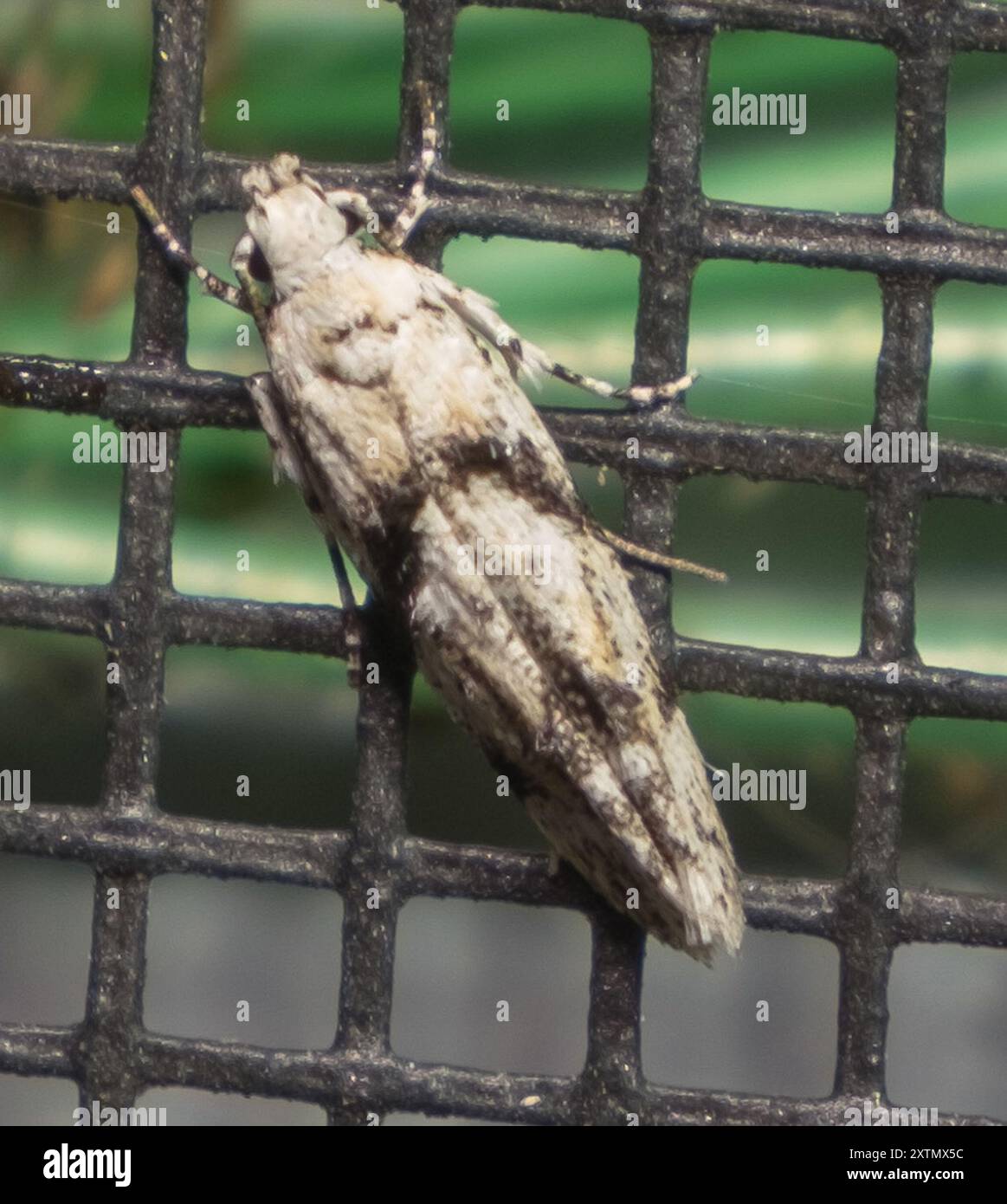 White Stripe-backed Moth (Arogalea cristifasciella) Insecta Stock Photo ...