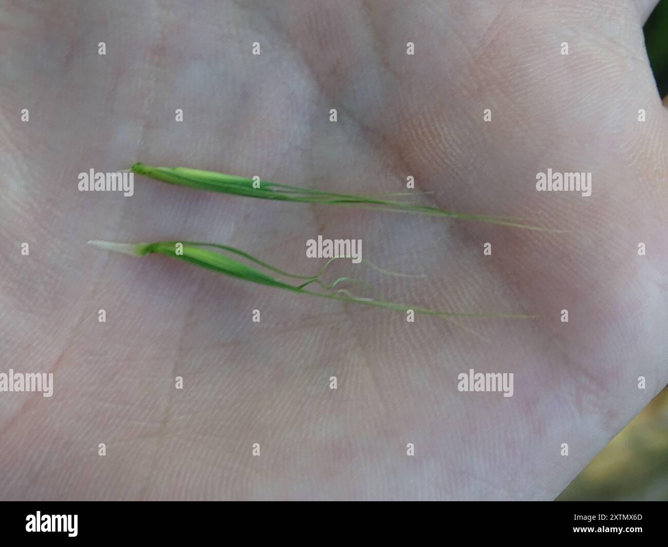 river wild rye (Elymus riparius) Plantae Stock Photo - Alamy