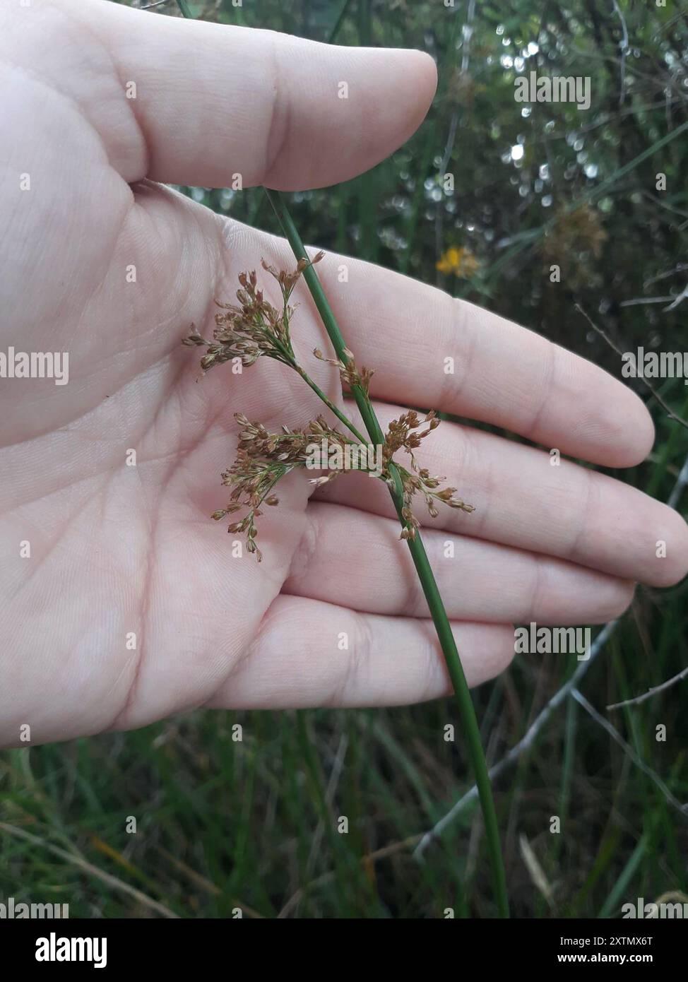 Soft Rush (Juncus effusus) Plantae Stock Photo - Alamy