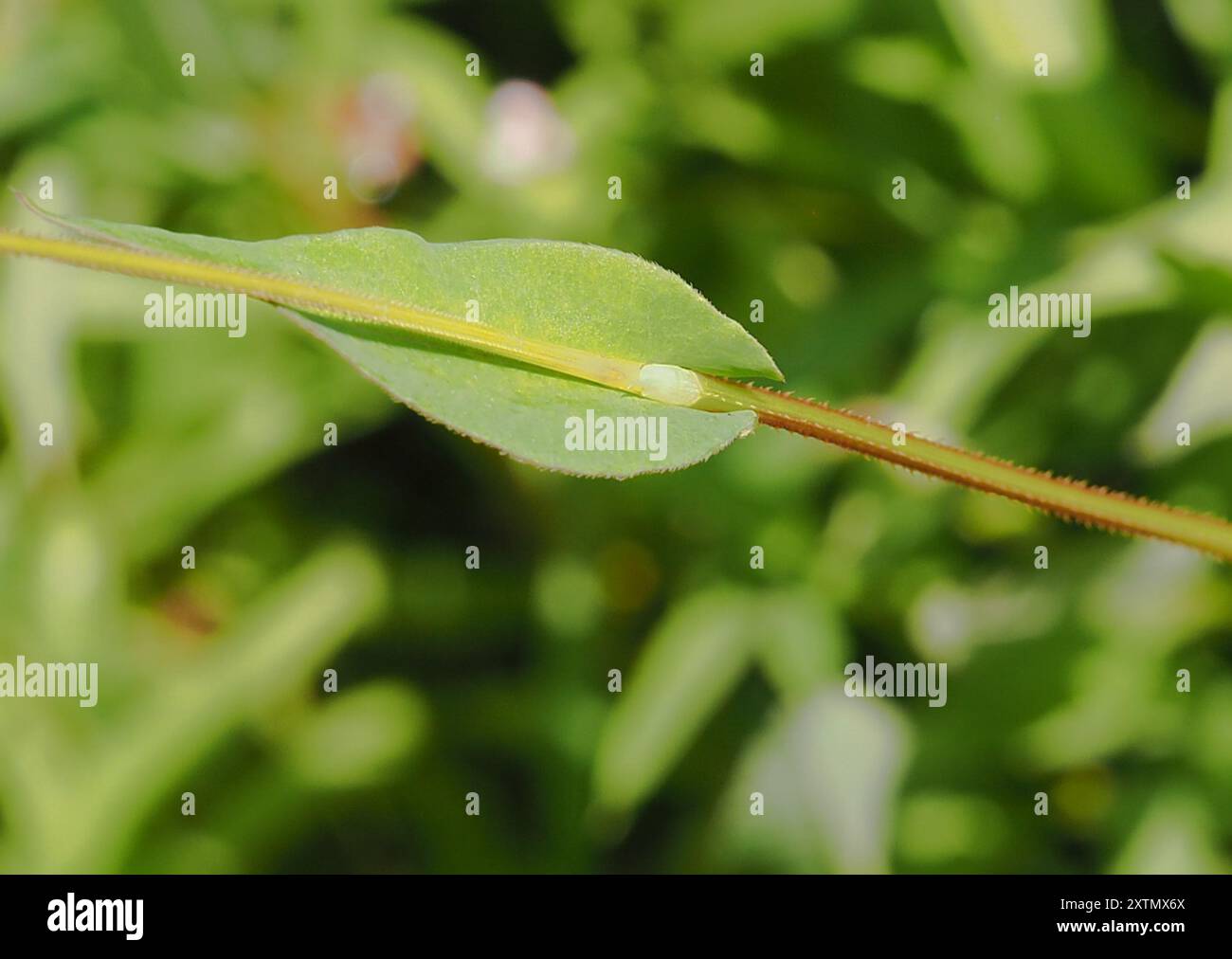 arrow-leaved tearthumb (Persicaria sagittata) Plantae Stock Photo - Alamy