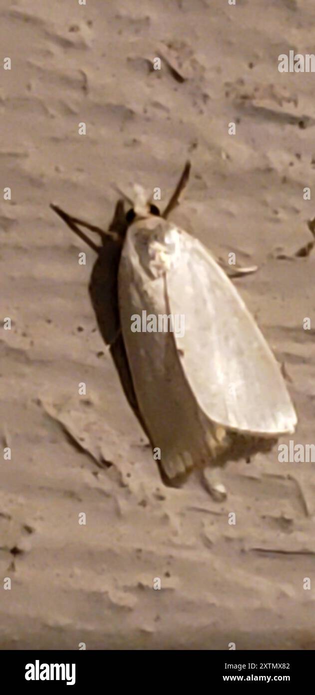 Snowy Urola Moth (Urola nivalis) Insecta Stock Photo - Alamy