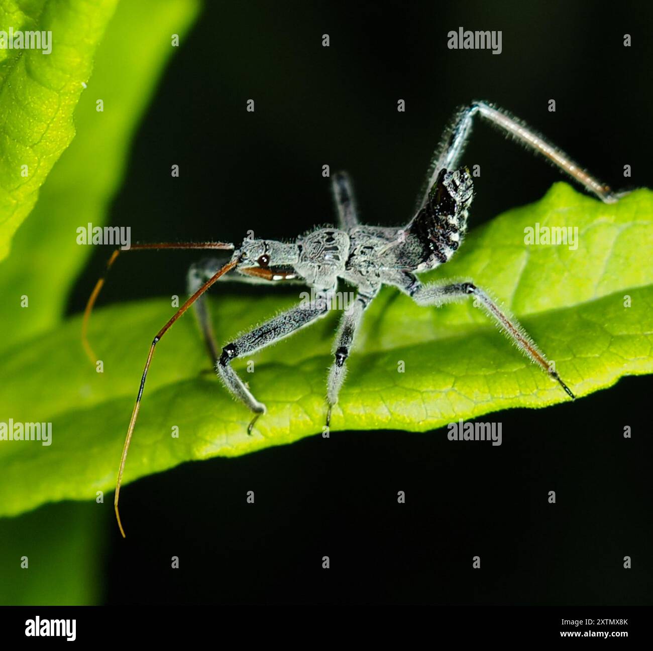 North American Wheel Bug (Arilus cristatus) Insecta Stock Photo - Alamy