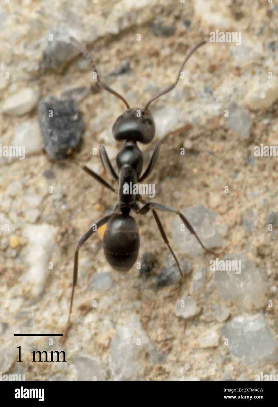Rainbow, Tyrant, and Meat Ants (Iridomyrmex) Insecta Stock Photo - Alamy
