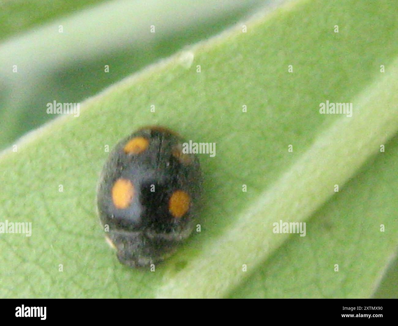 Lady Beetles (Coccinellidae) Insecta Stock Photo - Alamy