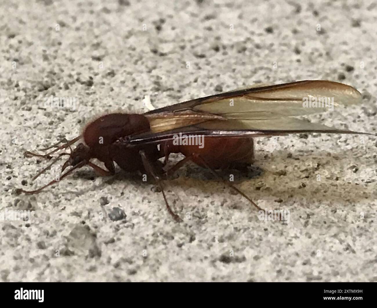 Atta Leaf-cutter Ants (Atta) Insecta Stock Photo - Alamy