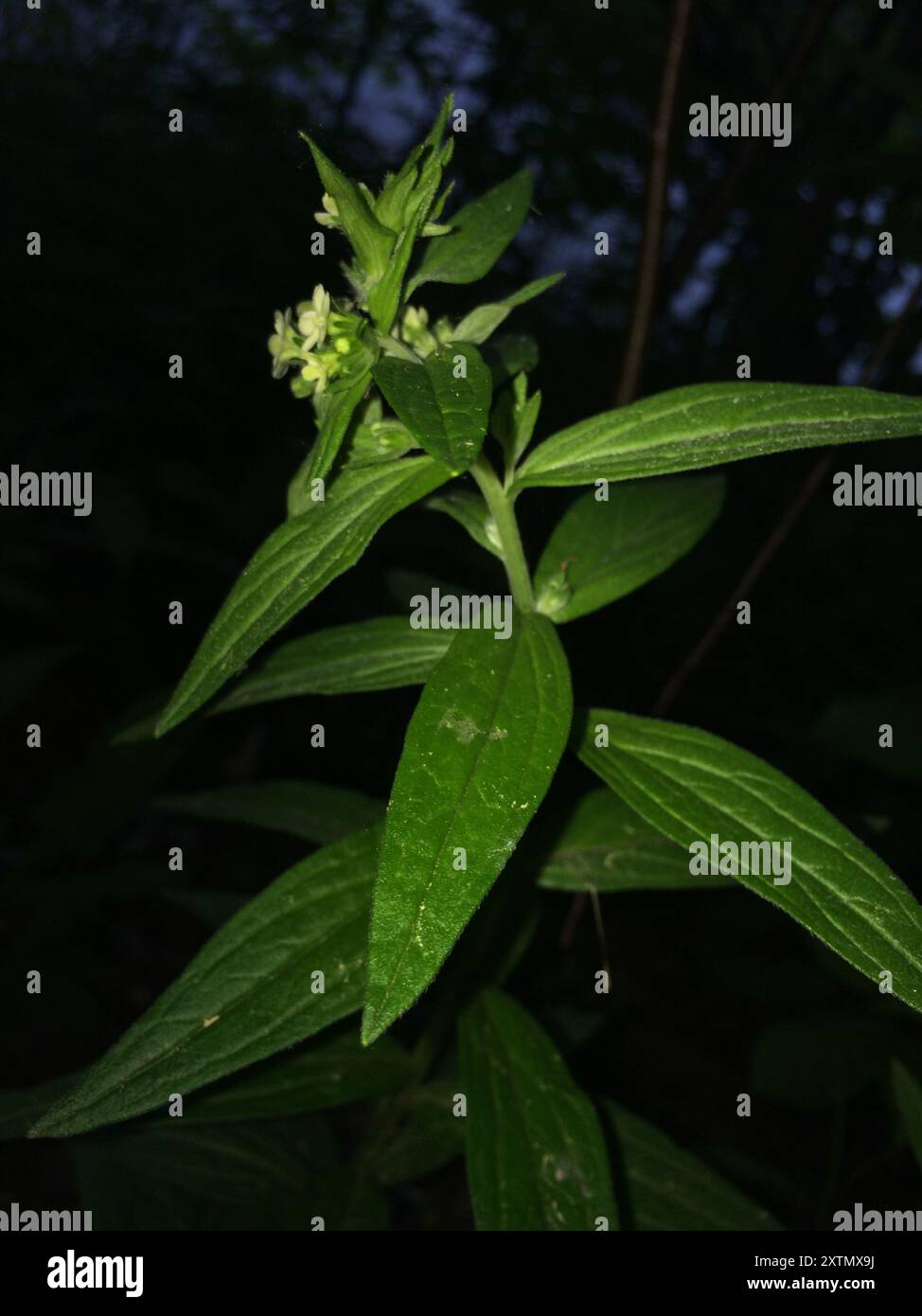 Common Gromwell (Lithospermum officinale) Plantae Stock Photo - Alamy