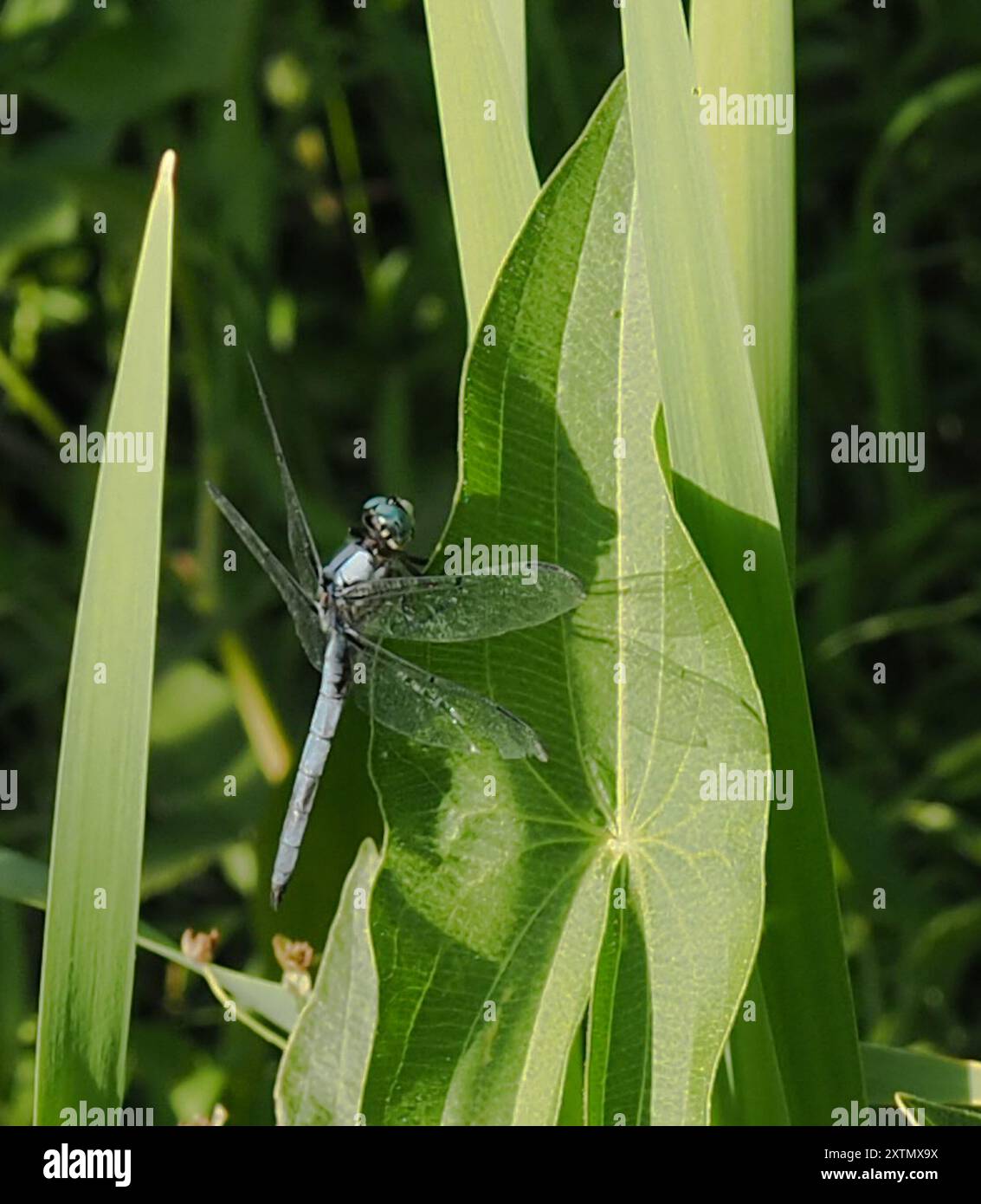 Great Blue Skimmer (Libellula vibrans) Insecta Stock Photo - Alamy