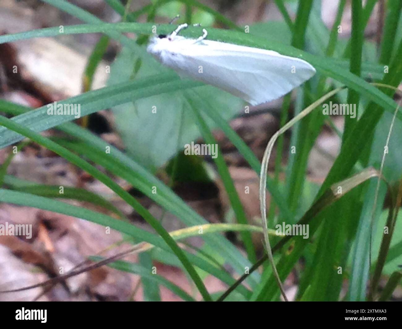 Spilosoma insecta hi-res stock photography and images - Alamy
