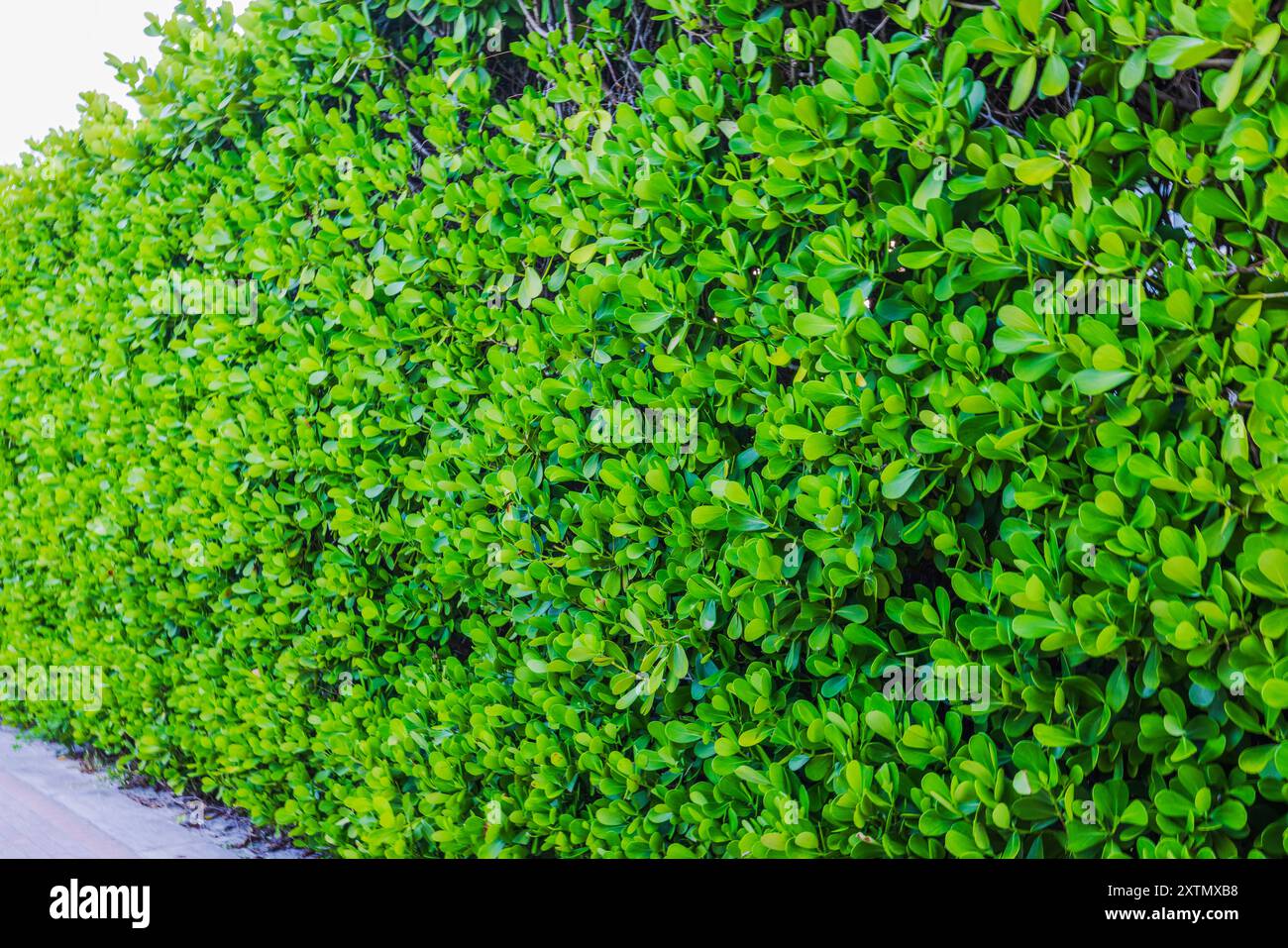 Lush green hedge with vibrant leaves, creating dense and natural wall ...