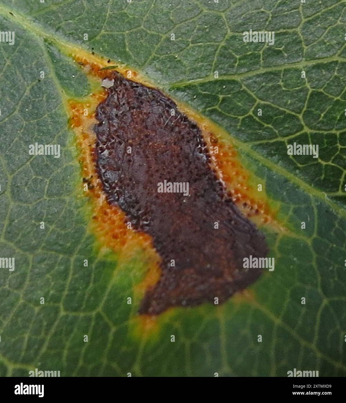 Quince leaf blight (Diplocarpon mespili) Fungi Stock Photo - Alamy