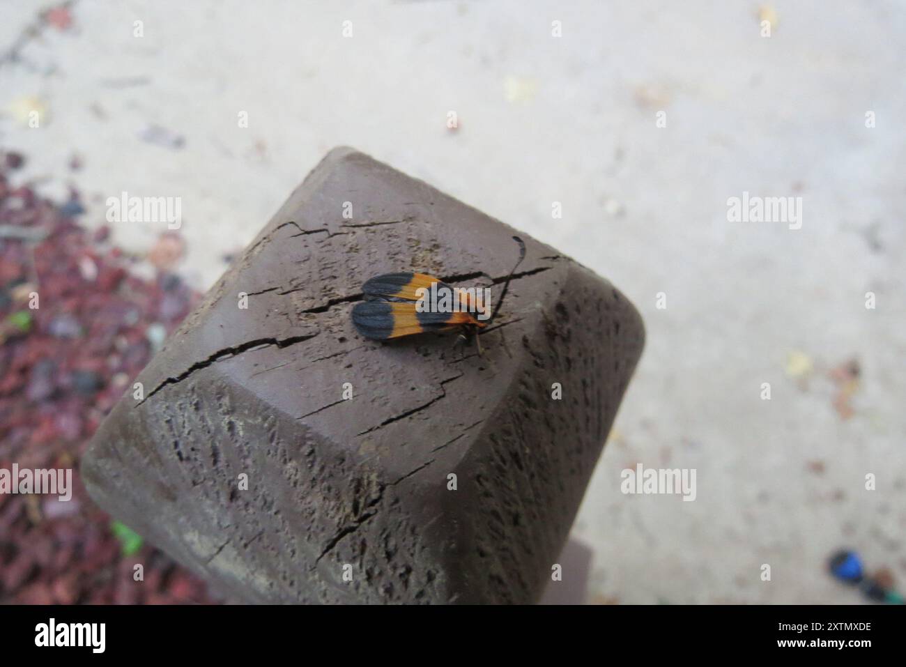 Reticulated Net-winged Beetle (Calopteron reticulatum) Insecta Stock ...