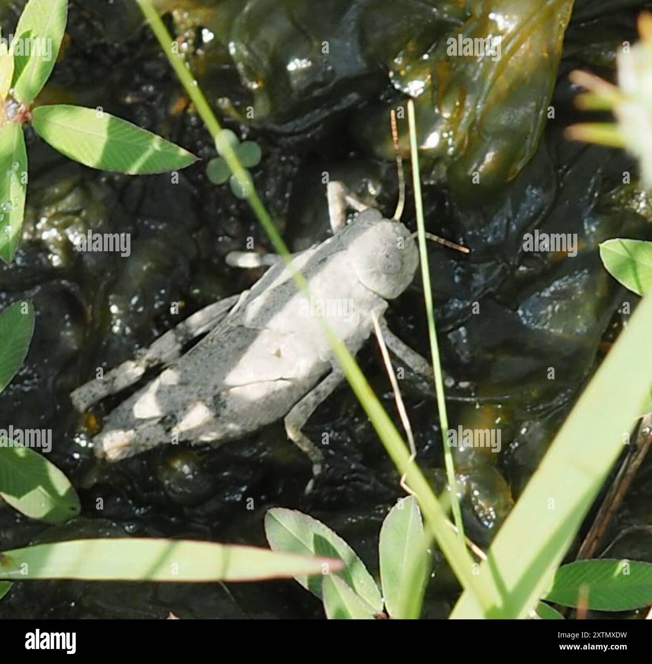 Grasshoppers (Acrididea) Insecta Stock Photo - Alamy