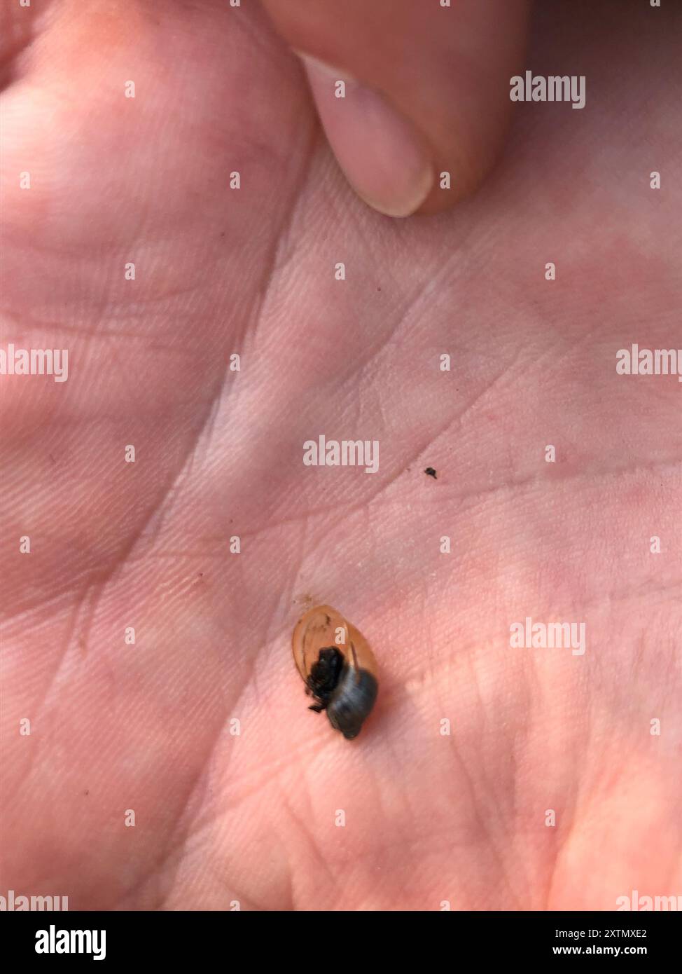 Striate Ambersnail (Novisuccinea strigata) Mollusca Stock Photo - Alamy