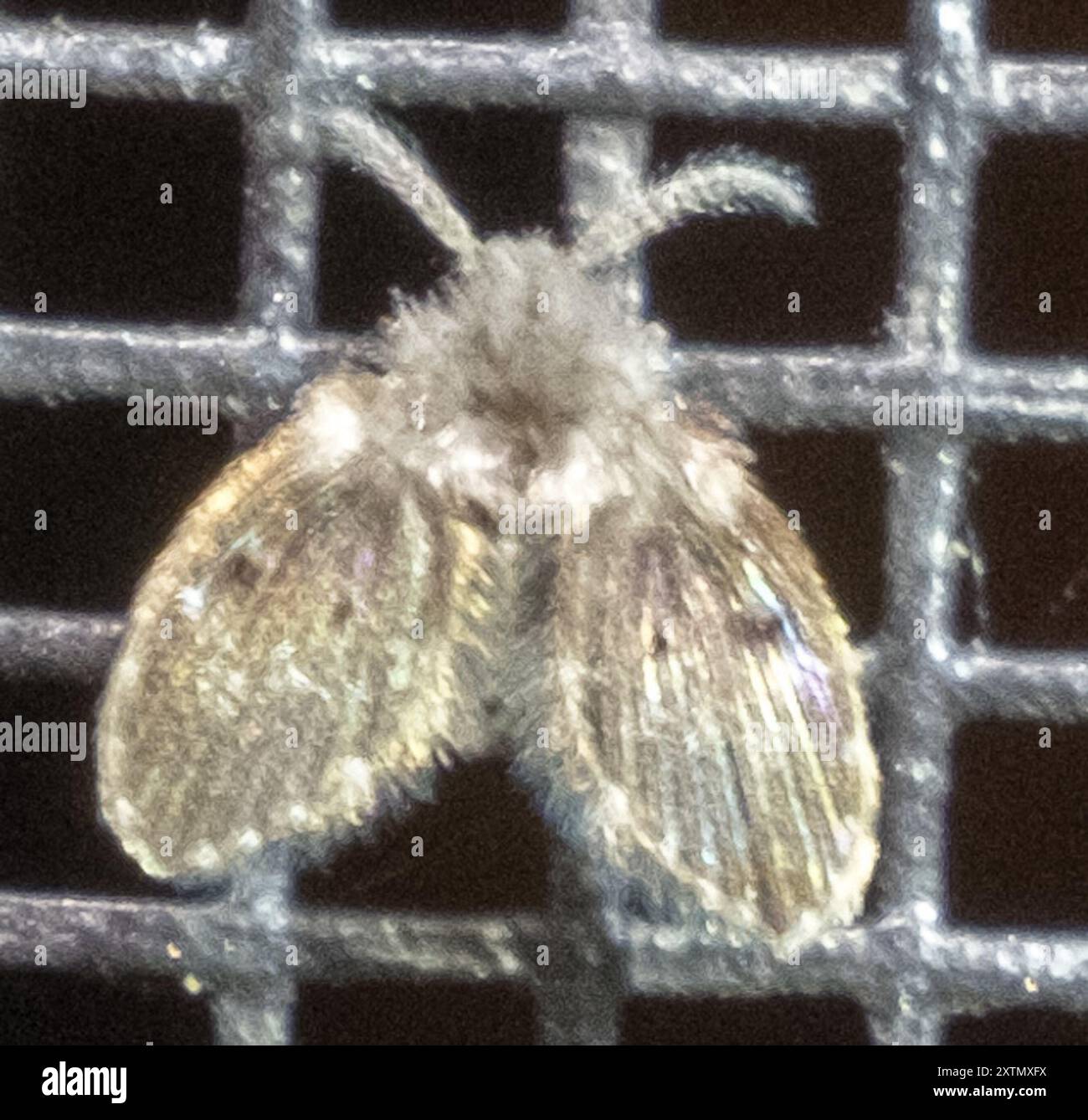 Bathroom Moth Fly (Clogmia albipunctata) Insecta Stock Photo - Alamy