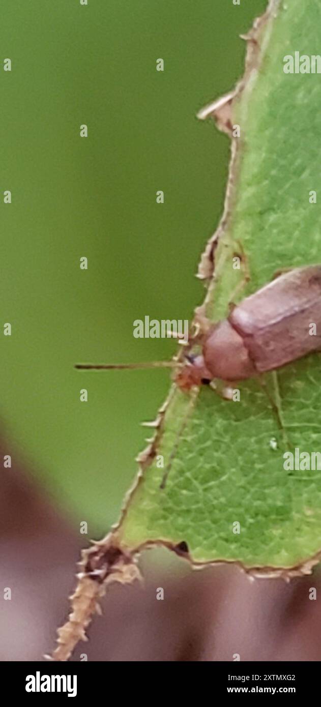 Beetles (Coleoptera) Insecta Stock Photo - Alamy