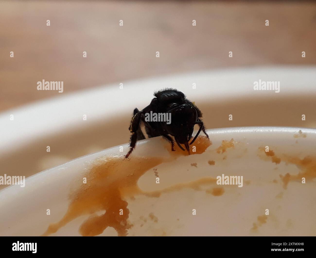 Stingless Bees (Meliponini) Insecta Stock Photo - Alamy