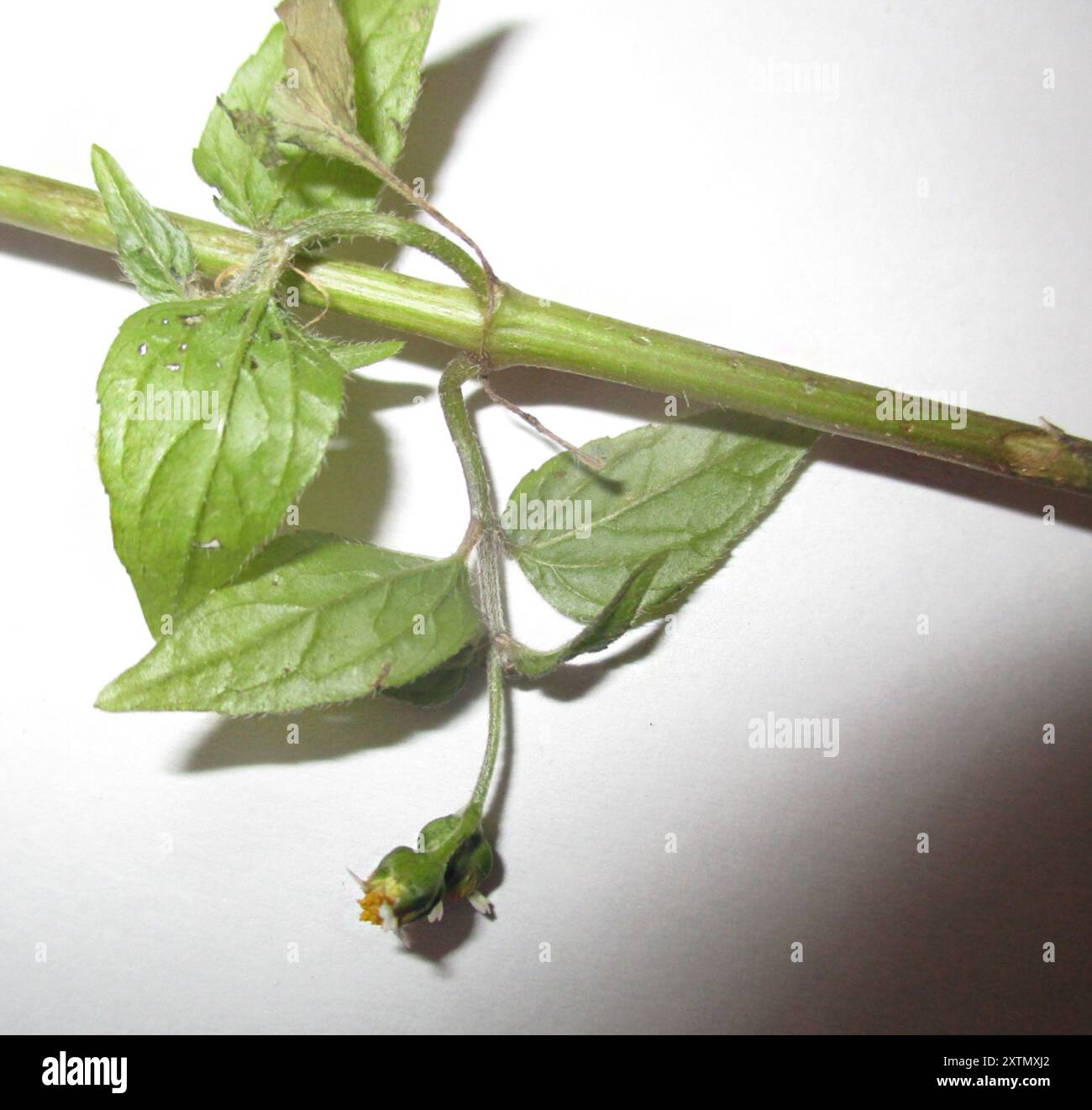 Gallant Soldier (Galinsoga parviflora) Plantae Stock Photo - Alamy