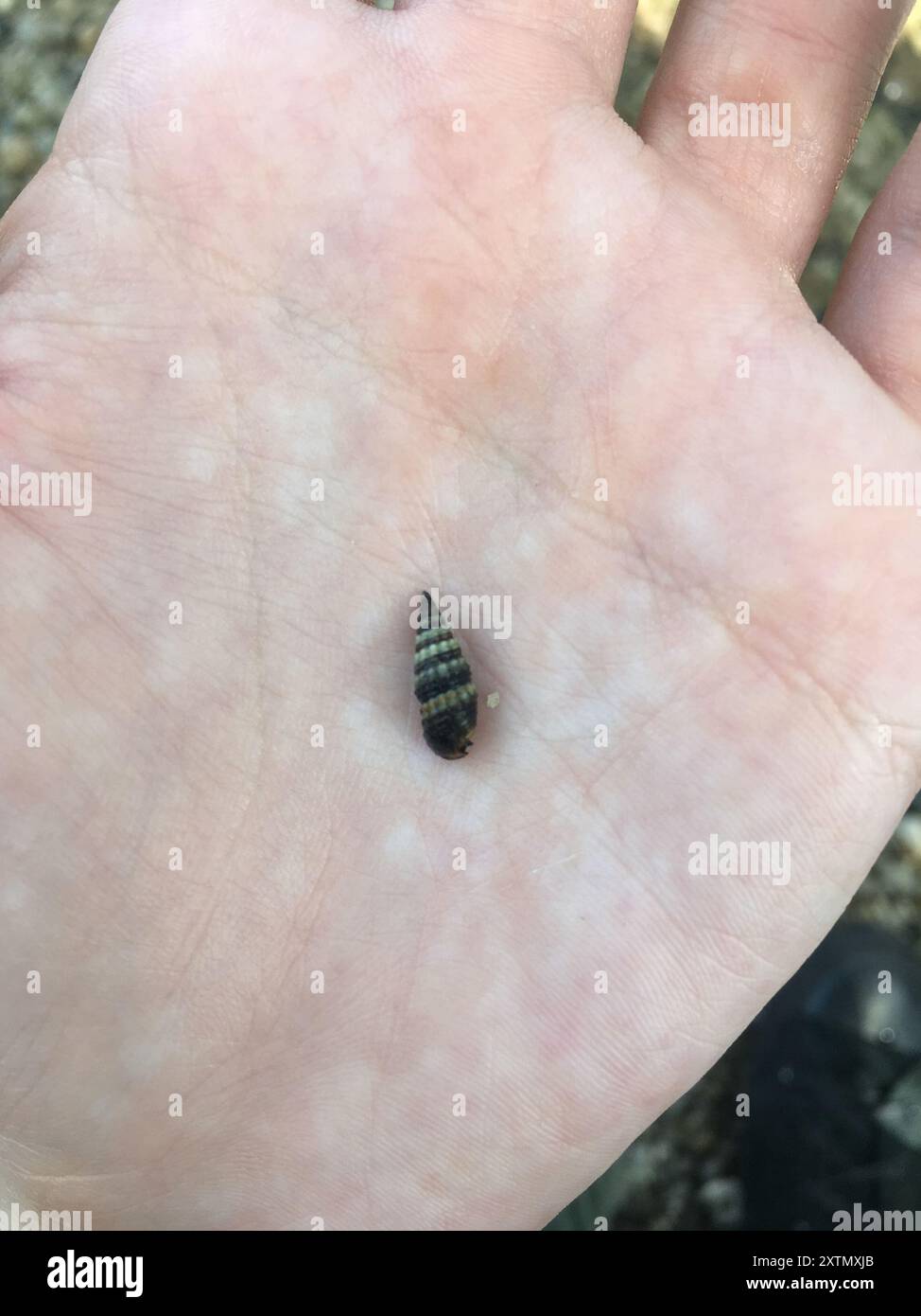 West Indian False Cerith (Lampanella minima) Mollusca Stock Photo - Alamy