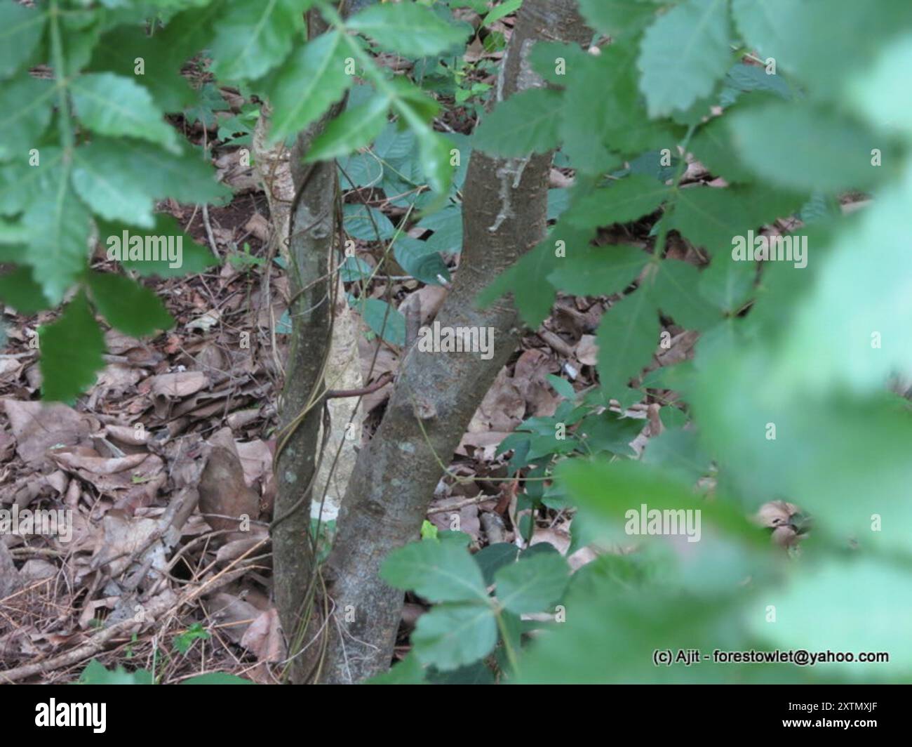 (Bursera penicillata) Plantae Stock Photo - Alamy