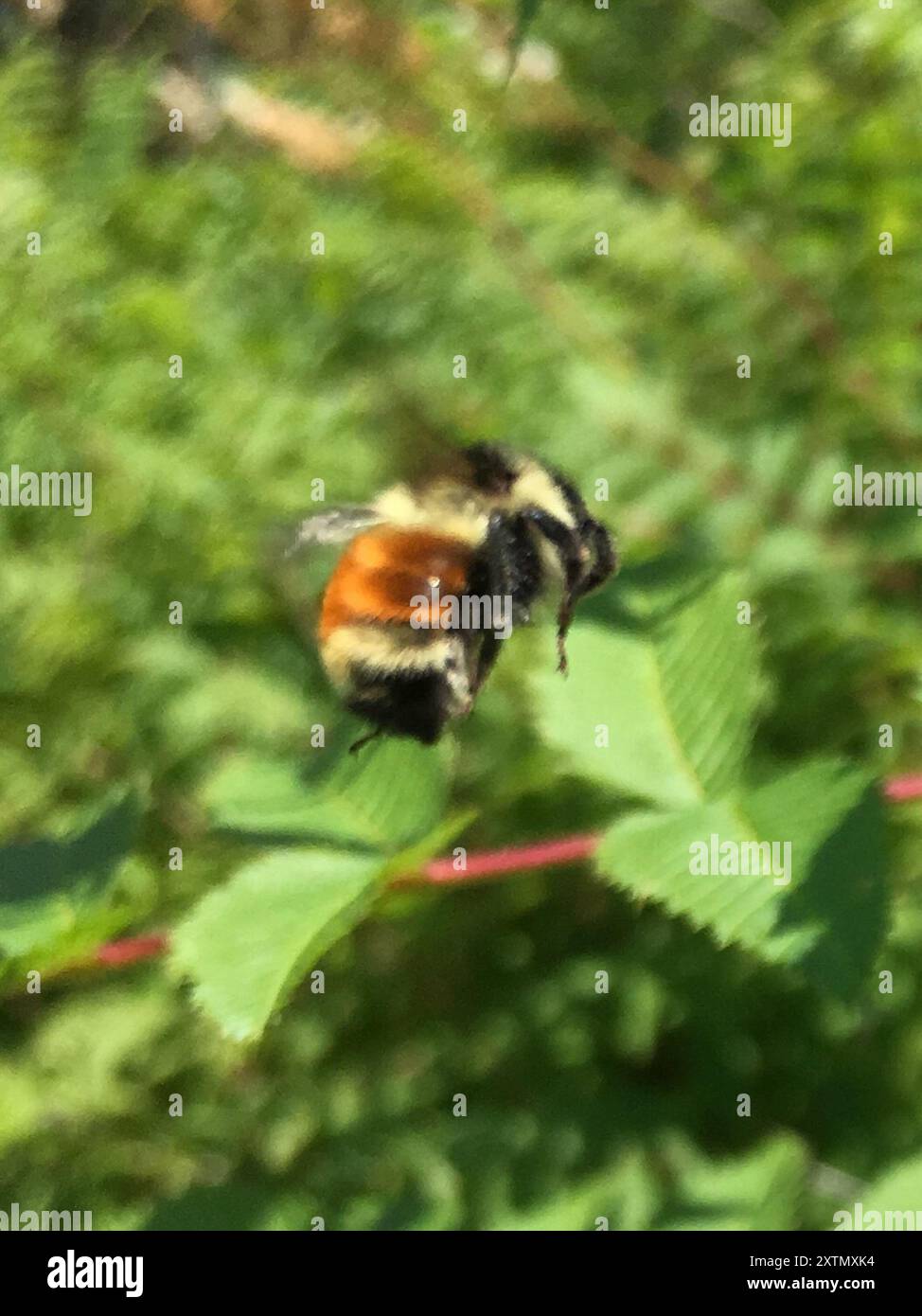 Tricolored Bumble Bee (Bombus ternarius) Insecta Stock Photo - Alamy