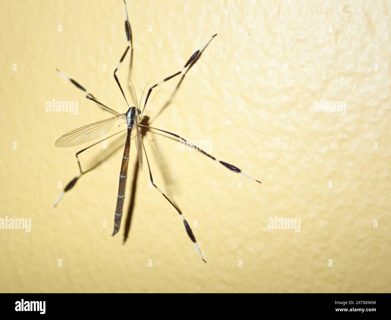 Eastern Phantom Crane Fly (Bittacomorpha clavipes) Insecta Stock Photo ...
