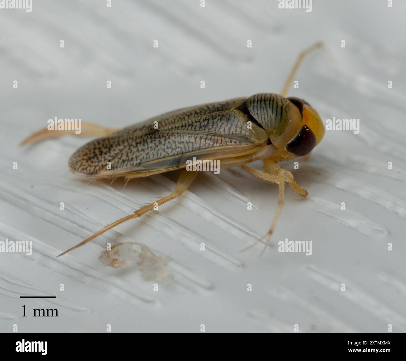 Water Boatmen (Corixidae) Insecta Stock Photo - Alamy