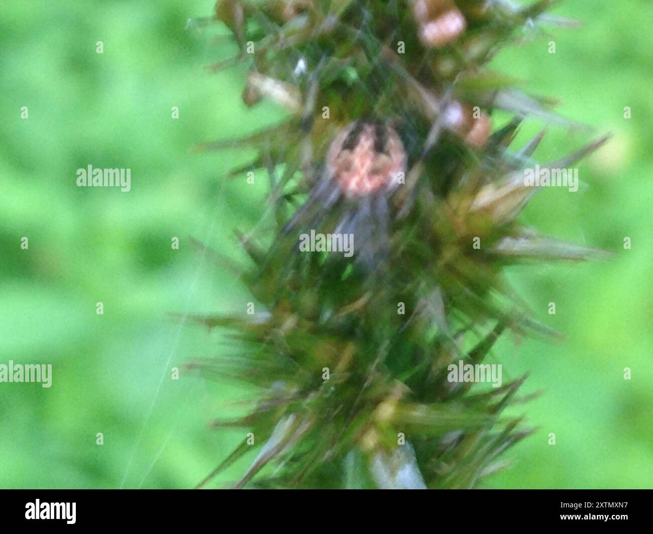 Arabesque Orbweaver (Neoscona arabesca) Arachnida Stock Photo - Alamy