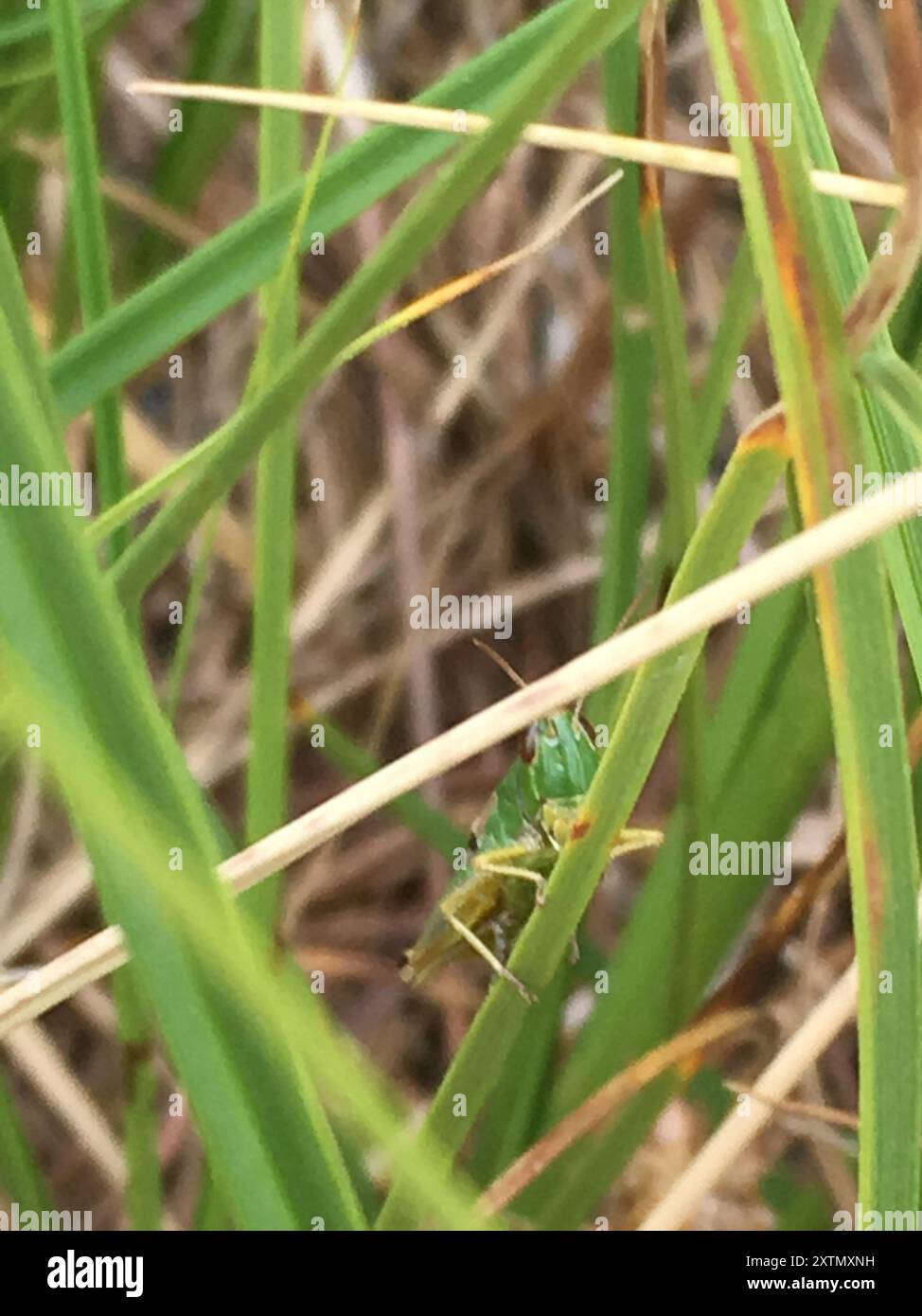 Meadow Grasshopper (Pseudochorthippus parallelus) Insecta Stock Photo ...
