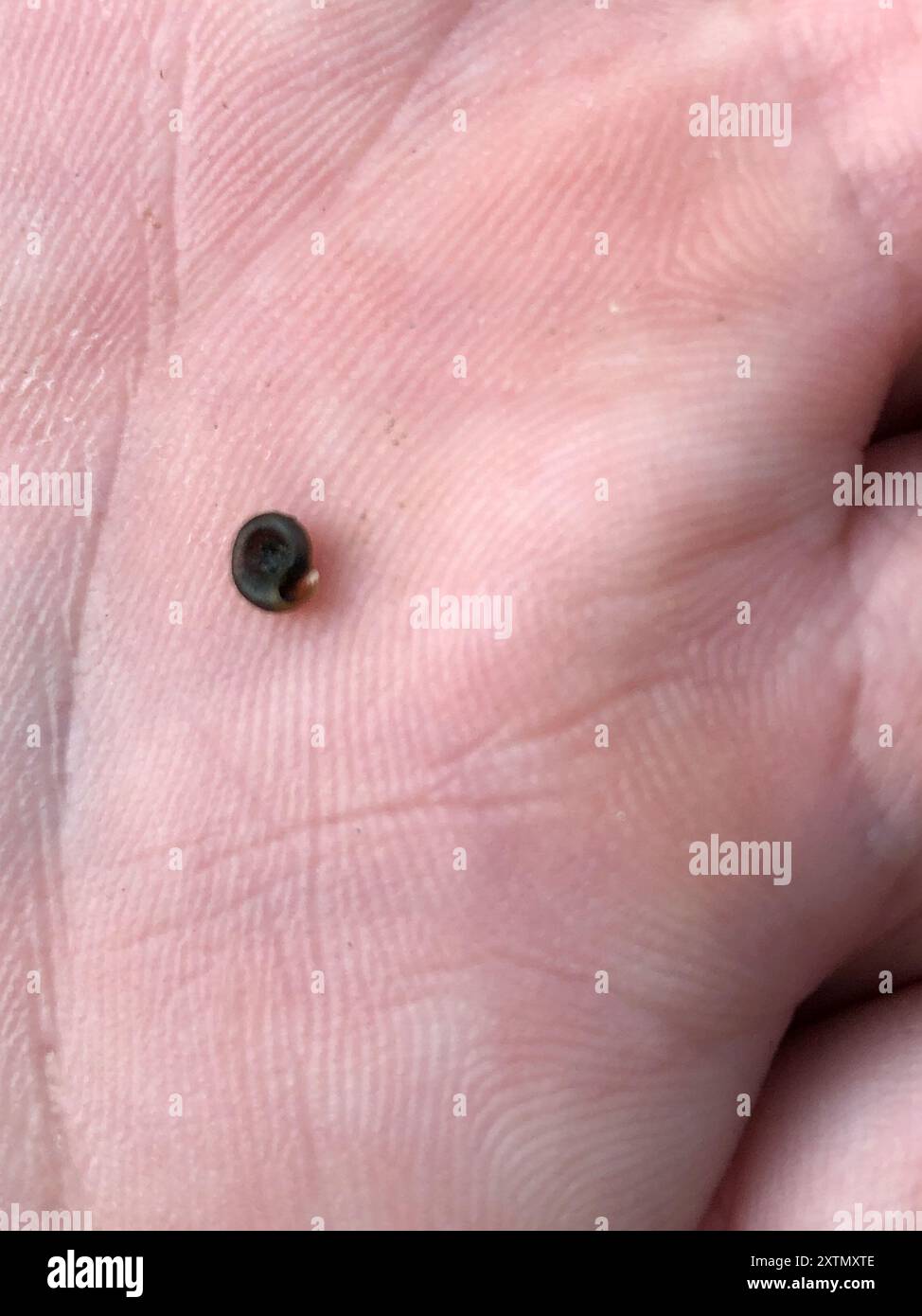 Gyro Snails (Gyraulus) Mollusca Stock Photo - Alamy