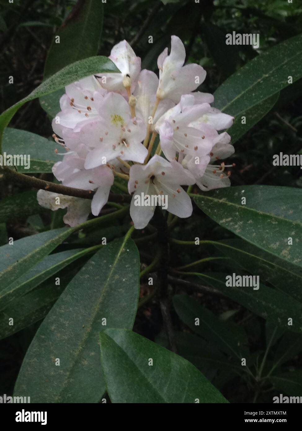 great rhododendron (Rhododendron maximum) Plantae Stock Photo - Alamy