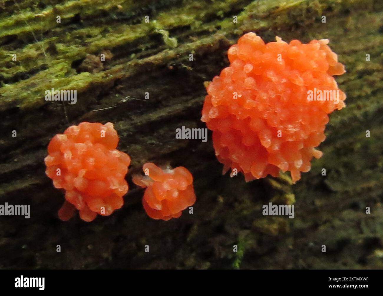 Red Raspberry Slime Mold (Tubifera ferruginosa) Protozoa Stock Photo ...