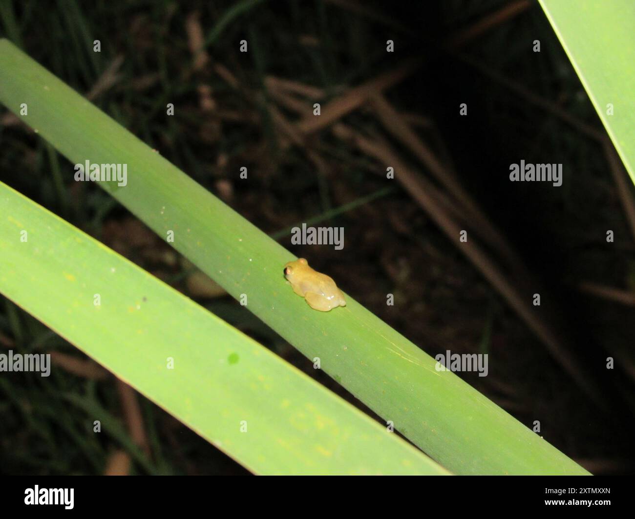 Delicate Spiny Reed Frog (Afrixalus delicatus) Amphibia Stock Photo - Alamy